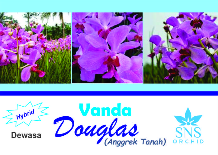 Jual Vanda Douglas Dewasa Siap Bunga Anggrek Tanah Doglas Unik Cantik ...