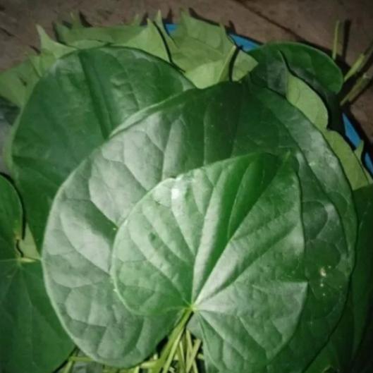 Jual DAUN ANTAWALI BROTOWALI/BATRAWALI SEGAR - Kab. Bekasi - SEKUAD ...