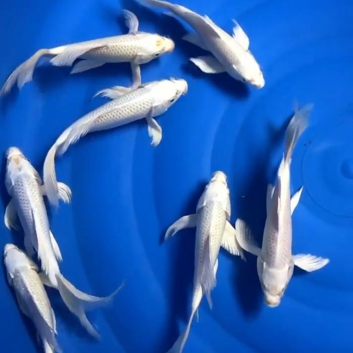 Jual ikan koi slayer platinum size 25-28cm - Kota Depok - RT_fish02 ...