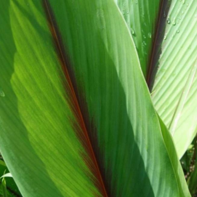 Jual Daun temu putih/Curcuma zeodaria herbal segar per 500gram - Kab ...