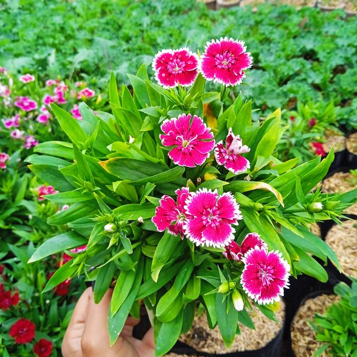 Jual tanaman hias | bunga anyelir merah putih | dianthus - merah putih ...