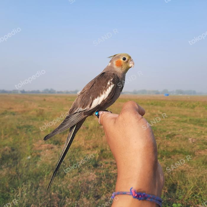 Jual Falk GREY/CINAMON Parkit Australia Jinak Skil Free Fly (Mainan ...