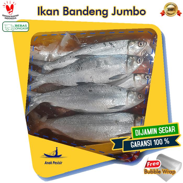 Jual Ikan Bandeng Jumbo 2kg/Ekor - Ikan Bandeng Segar - Bandeng Besar ...
