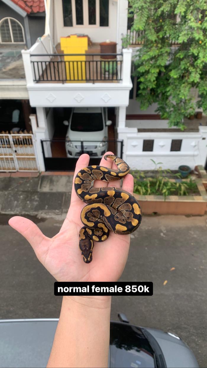 Jual ball phyton normal - Kab. Tangerang - ballpythonindo | Tokopedia
