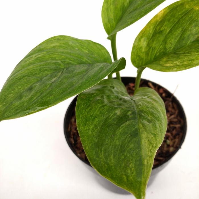 Jual scindapsus perakensis variegata mint / tanaman hias / indoorplant ...