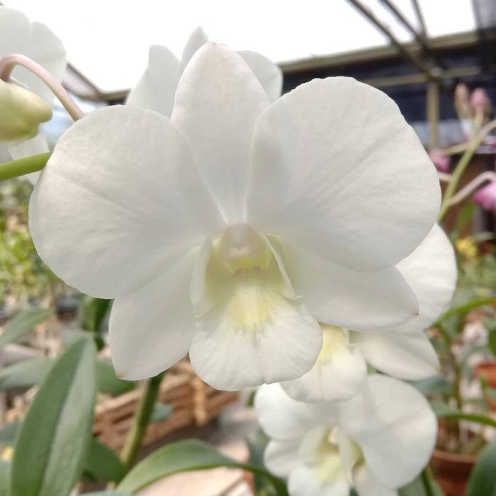 Jual pohon anggrek dendrobium putih - anggrek bulan bunga putih - Kab ...