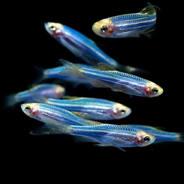 Blue Danio