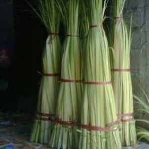 Jual Janur kuning Pernikahan Daun kelapa Kuning(1Kg) langsung petik ...