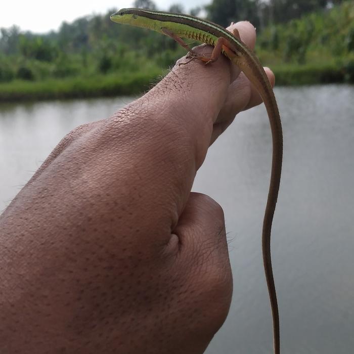 Jual GRASS LIZARD-KADAL RUMPUT-KADAL ORONG ORONG - Jakarta Selatan ...