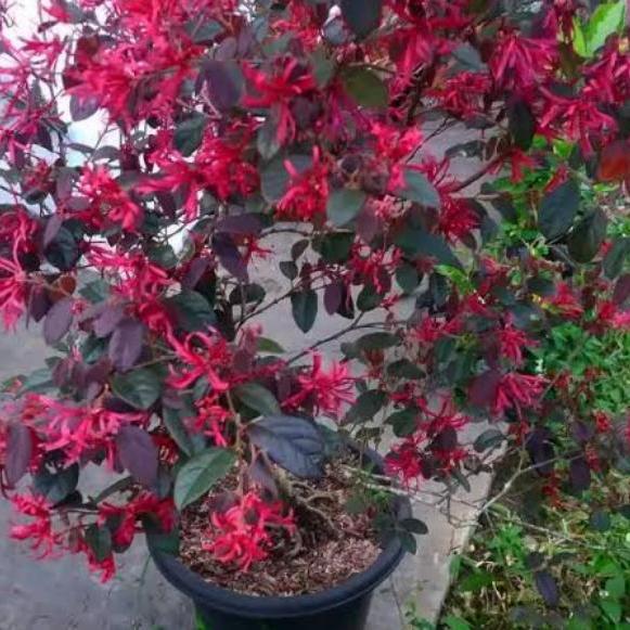 Jual bibit bunga serut merah loropitalum bahan bonsai tanaman hias ...