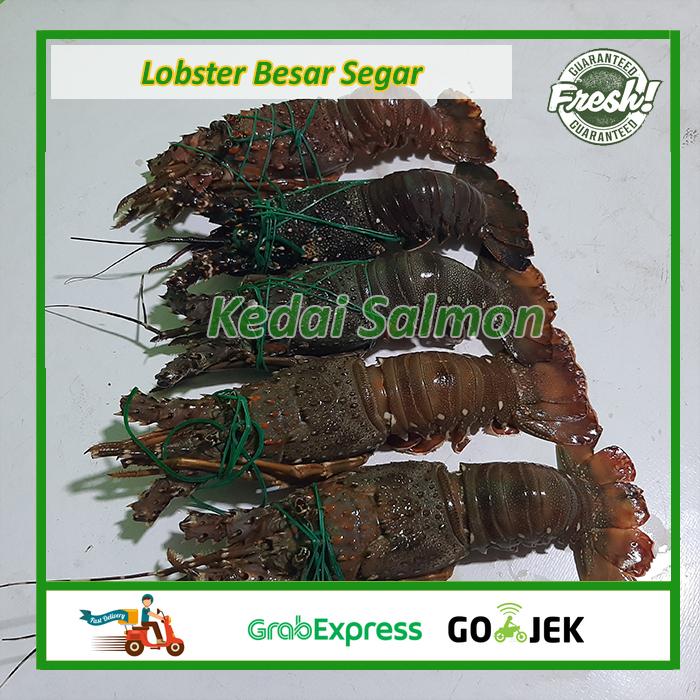 Jual Lobster Besar Segar 1kg 2-4 Ekor/Lobster Batu Segar/Lobster Fresh ...