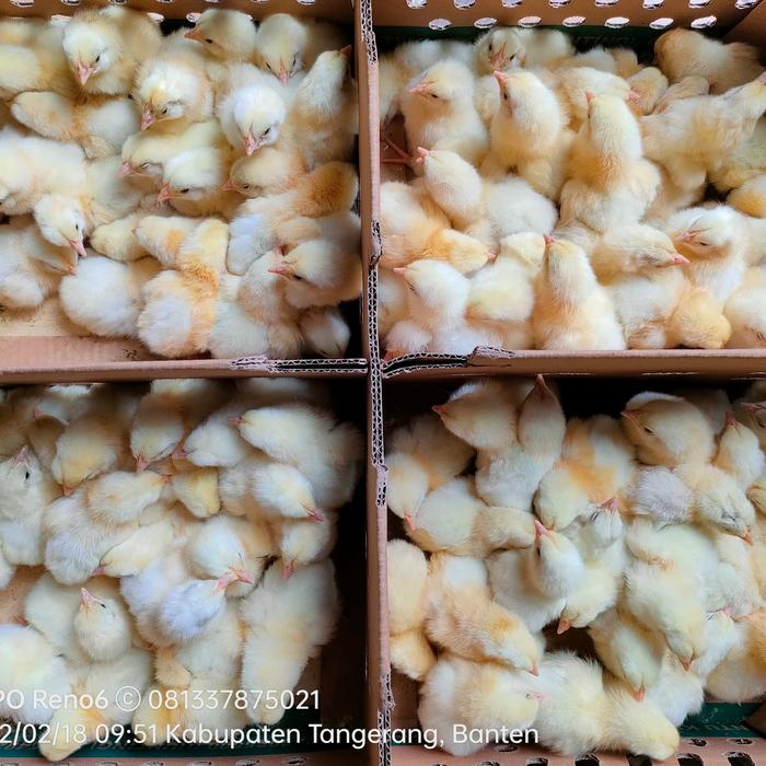 Jual DOC ayam broiler (pedaging) - Kab. Tangerang - antaylivestock ...