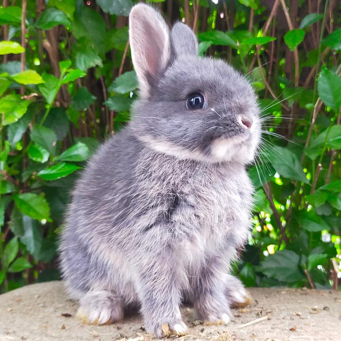 Jual kelinci netherland dwarf mini - Jakarta Selatan - bunnyland ...