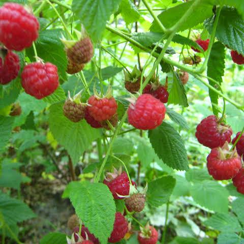 Promo Pohon raspberry - Tambulapot - Bibit tanaman buah raspberry ...