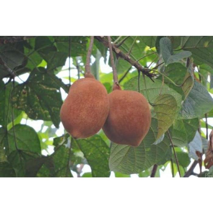 Jual BUAH KLUWEK / BUAH PICUNG / BUAH KEPAYANG ( GELUNDUNGAN UTUH ...