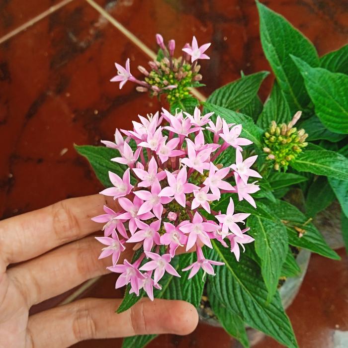 Jual tanaman pentas | bunga merah pink - pink - Kab. Bandung Barat ...