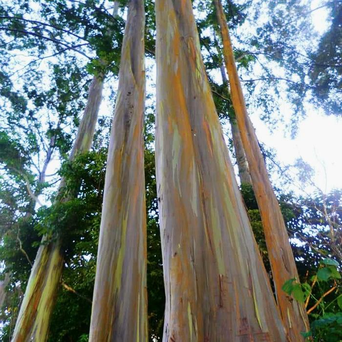 Jual pohon pelangi pohon rainbow - Kab. Bogor - Nuansa Taman Baru16 ...