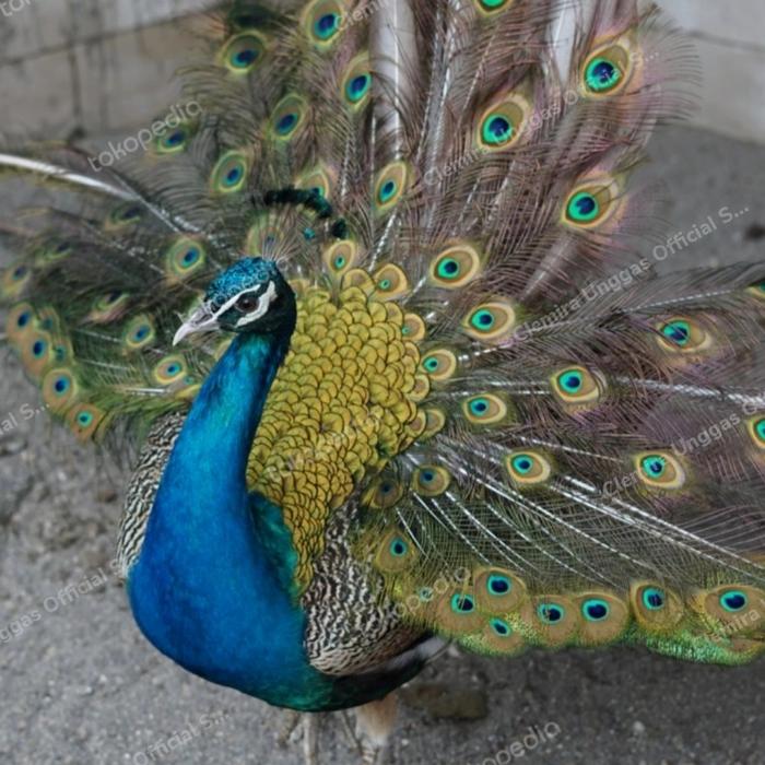 Jual Sepasang Merak Biru India / Burung Merak Biru / Merak Biru 5 ...