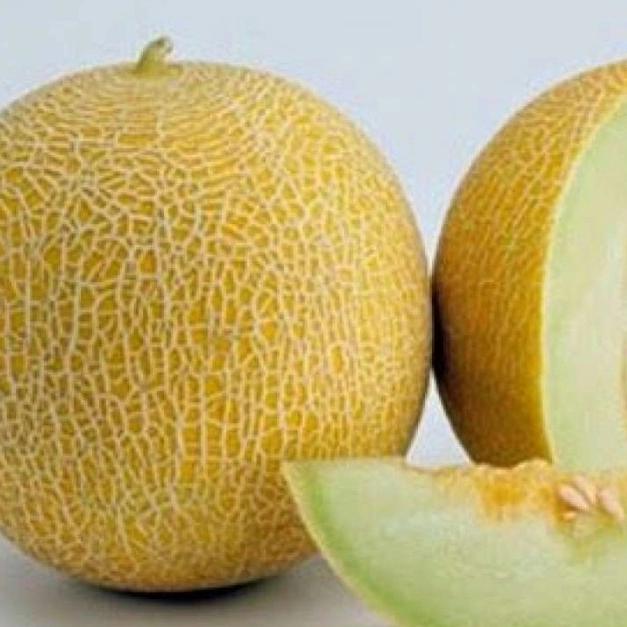 Jual 15+ benih TANAMAN MELON MADU F1 /MELON KUNING SUPER MANIS - Kab ...