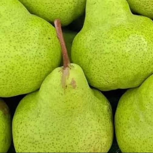 Jual Pir Packham atau pir hijau.(1kg/pack). - Kota Bekasi - Beta store ...