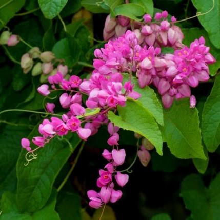 Jual tanaman bunga air mata pengantin - Kota Bekasi - aby bunga | Tokopedia