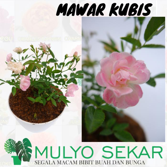 Promo tanaman bunga Mawar kubis putih berbunga rose - Mawar Hidup ...