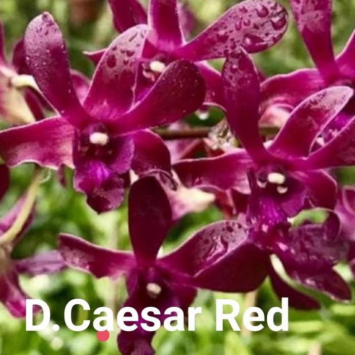 Jual Anggrek Dendro Dendrobium Cesar Red Dewasa , Spike, Knop dan Bunga ...