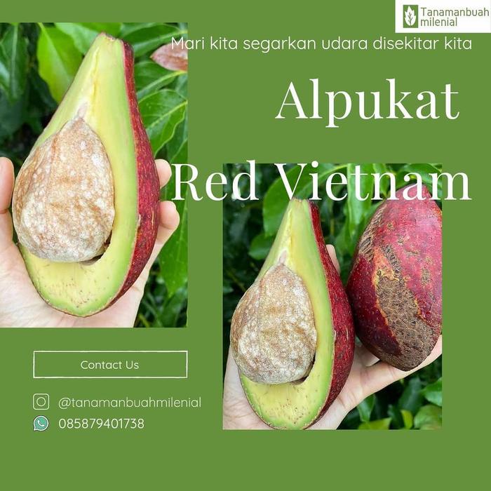 Jual Valid Alpukat Jenis Red Vietnam - Kota Surabaya - IRM OFFICIAL ...