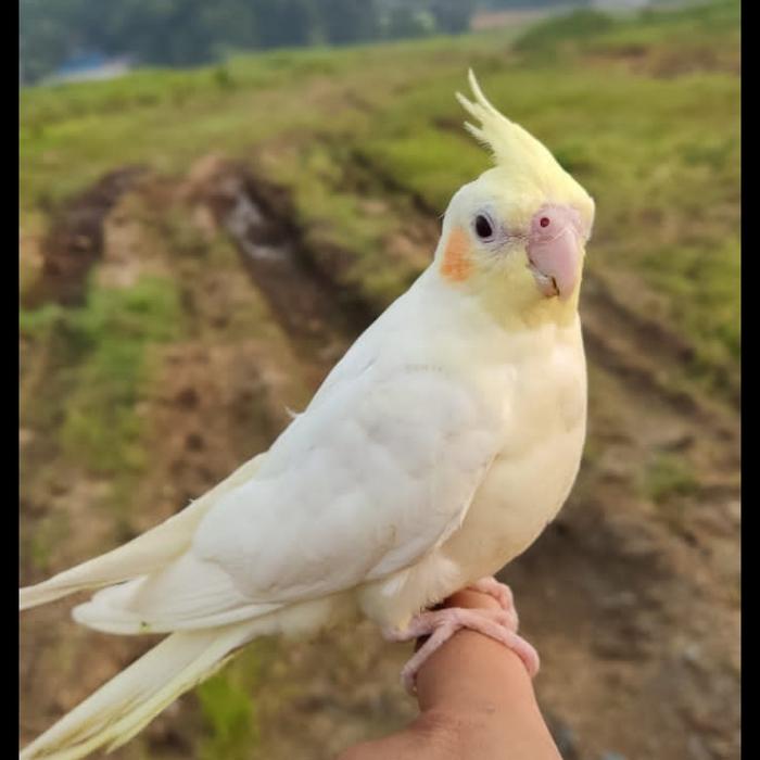Jual Falk Cockatiel Parkit Australia jinak skill free fly - Jakarta ...