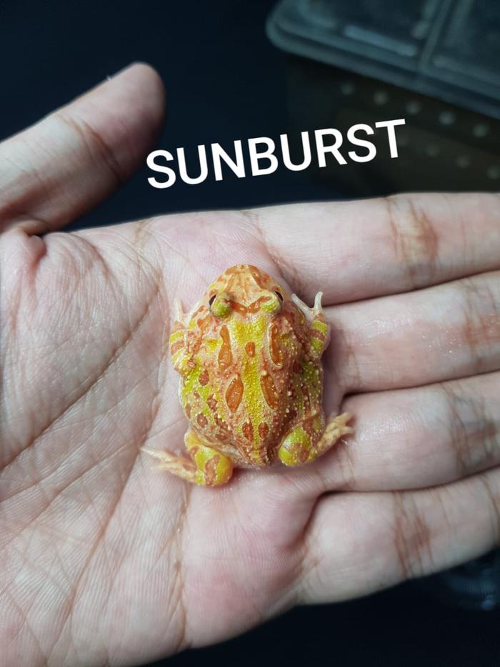 Jual KODOK PACMAN FROG - BABY - MORPH SUNBURST - Kab. Semarang ...