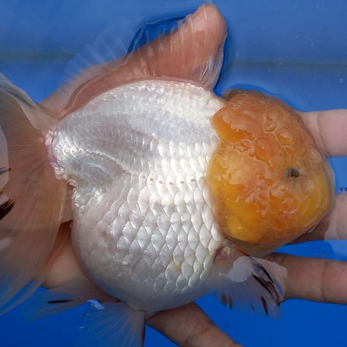 Jual Ikan mas koki oranda putih jumbo short body jambul - Kota ...