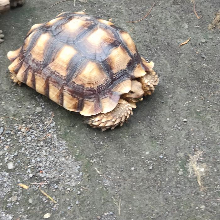 Jual kura darat sulcata besar dewasa - Kota Surabaya - baht3ra | Tokopedia
