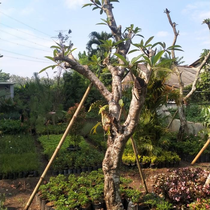 Jual tanaman hias Kamboja fosil/Kamboja besar - Kab. Bogor - Aqila flora | Tokopedia