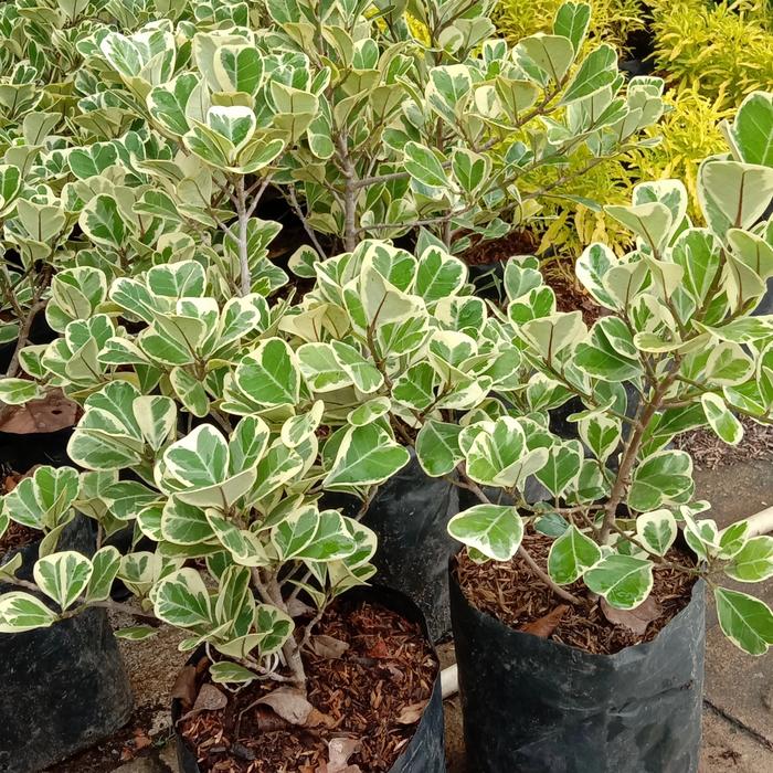 Jual tanaman ficus triangularis - Beringin kupu kupu varigata - Kota ...