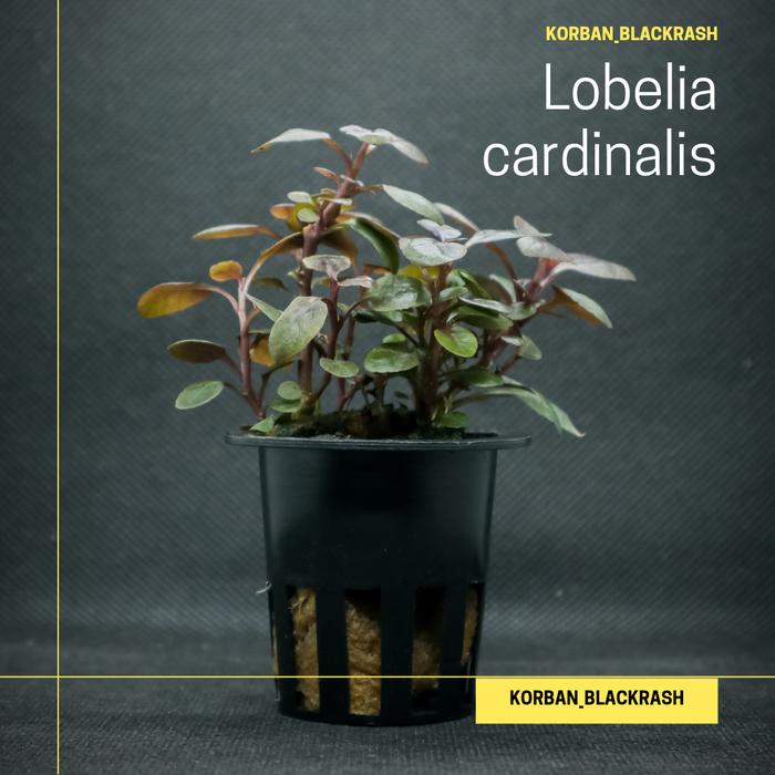 Jual lobelia cardinalis ( tanaman aquascape ) - Kab. Kediri ...