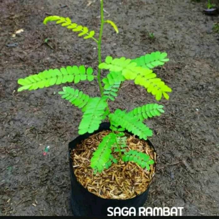 Jual pohon saga bibit saga tanaman saga daun saga manis saga rambat ...