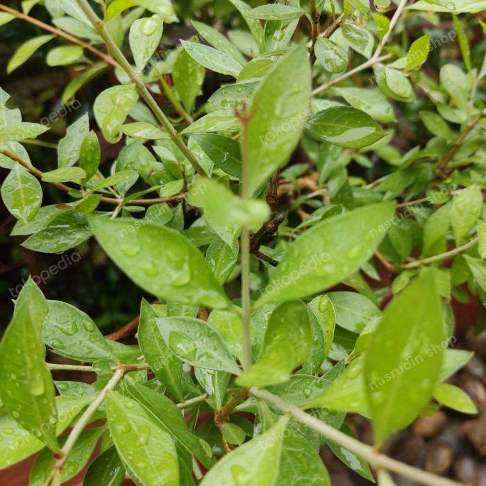 Jual BIBIT DAUN PACAR / BIBIT STEK DAUN HENNA / STEK DAUN PACAR ARAB ...