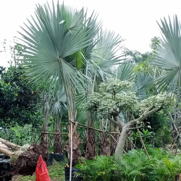Jual Tanaman hias palem bismarkia silver tinggi pohon -+3-4 meter ...