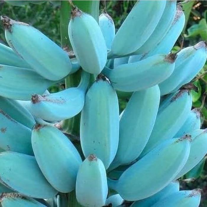 Jual BIBIT POHON PISANG BIRU-BLUE JAVA BANANA - Kab. Bogor - Rose Taman ...