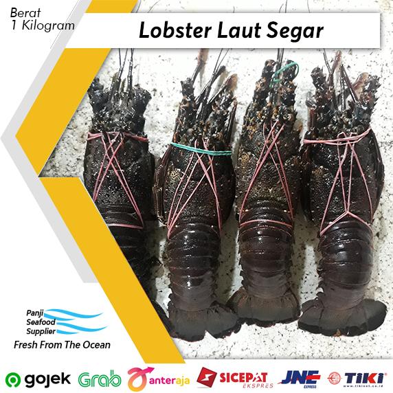 Jual Lobster Laut Segar - Lobster Segar 1kg isi 5-6 Ekor - Lobster ...