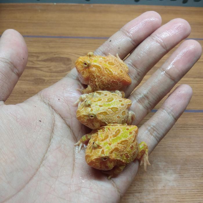 Jual kodok pacman / pacman frog / kodok hias strawberry / sunburstt ...
