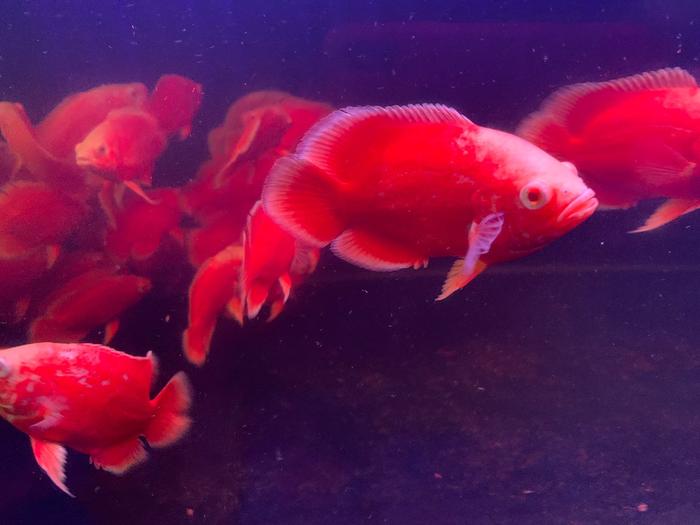 Jual Oscar Red Chilli 8-9 cm - Kota Bekasi - Family Predator Fish ...