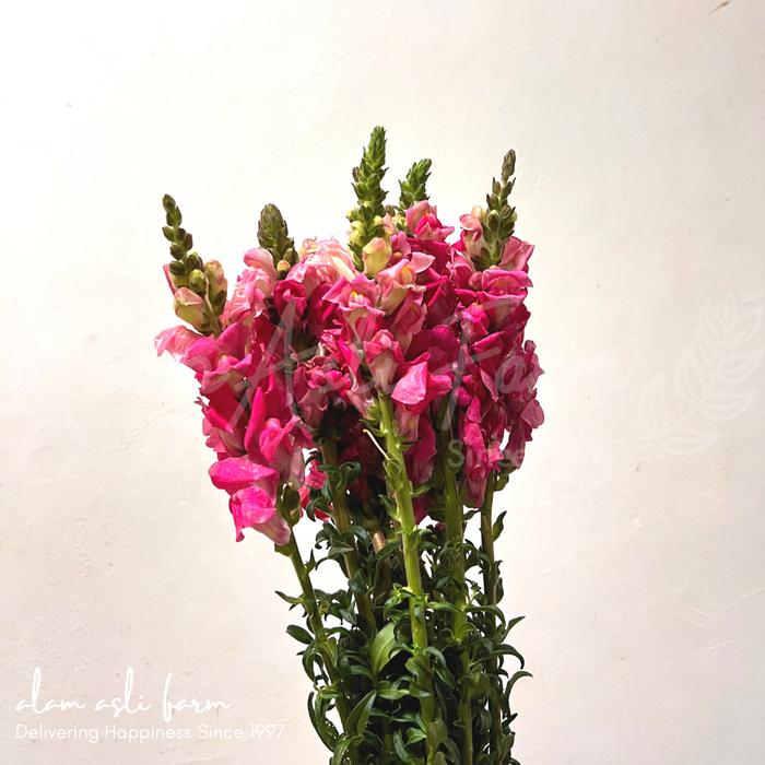 Jual Bunga Potong Snapdragon Segar Per Ikat, Fresh Cut Snap Dragon ...