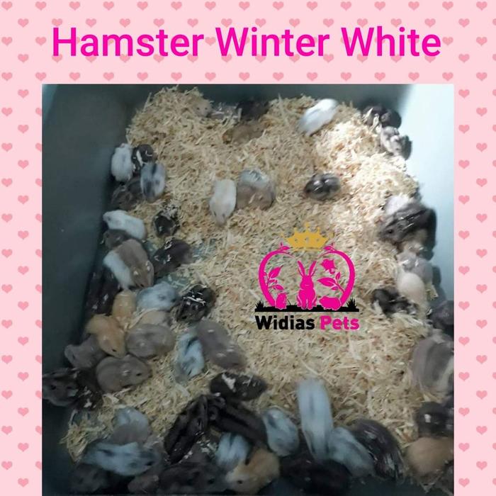 Jual hamster winter white tiger shapir argente - Kota Tangerang ...