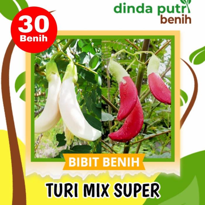 Jual Benih Kembang Turi Mix(merah&putih) 30biji/bibit pakan ternak ...