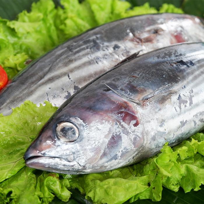 Jual Ikan Laut Cakalang - 1kg - Jakarta Timur - Karunia Abadi Semesta ...