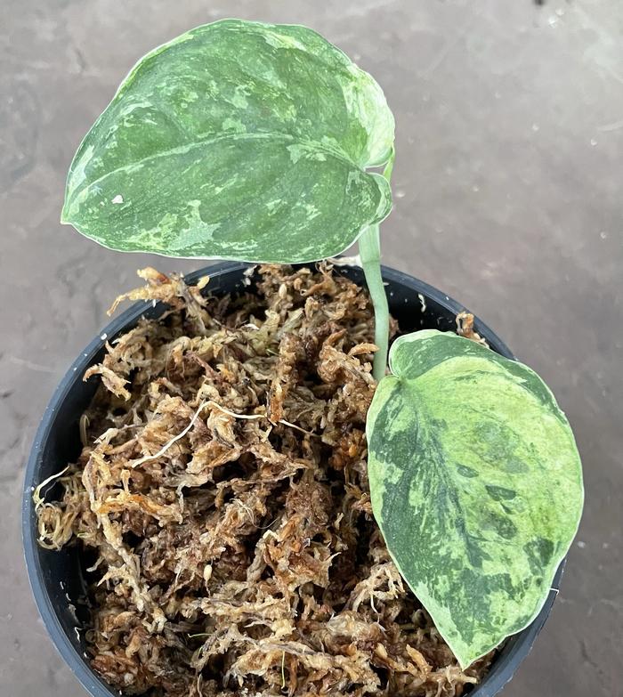 Jual Scindapsus sp borneo - Scindapsus variegata - Kab. Bogor - BIJI ...