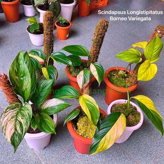 Jual 6 pot scindapsus longistipitatus variegata putih , kuning dan 3 ...