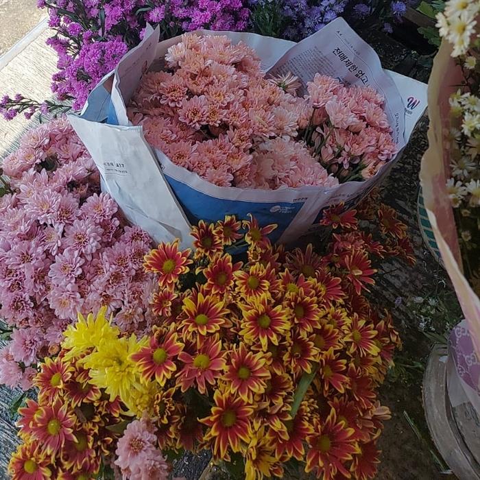 Jual Bunga Aster ungu, aster putih, aster pink asli - Kota Bekasi ...