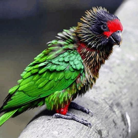 Harga Burung Nuri Hijau